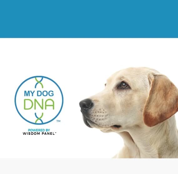 Border Collie Mix Dog Breed Merle Labrador Wisdom Panel Breed Discovery ...